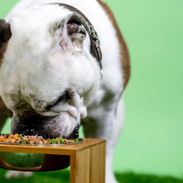 Pueden Los Perros Enfermarse Por Comer Pollo Podrido