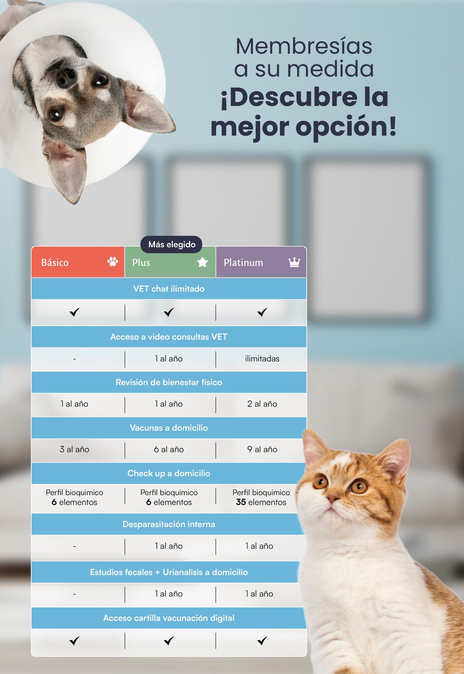 Petzer | Alimento, Productos, Servicios a domicilio para Perro y Gato ...