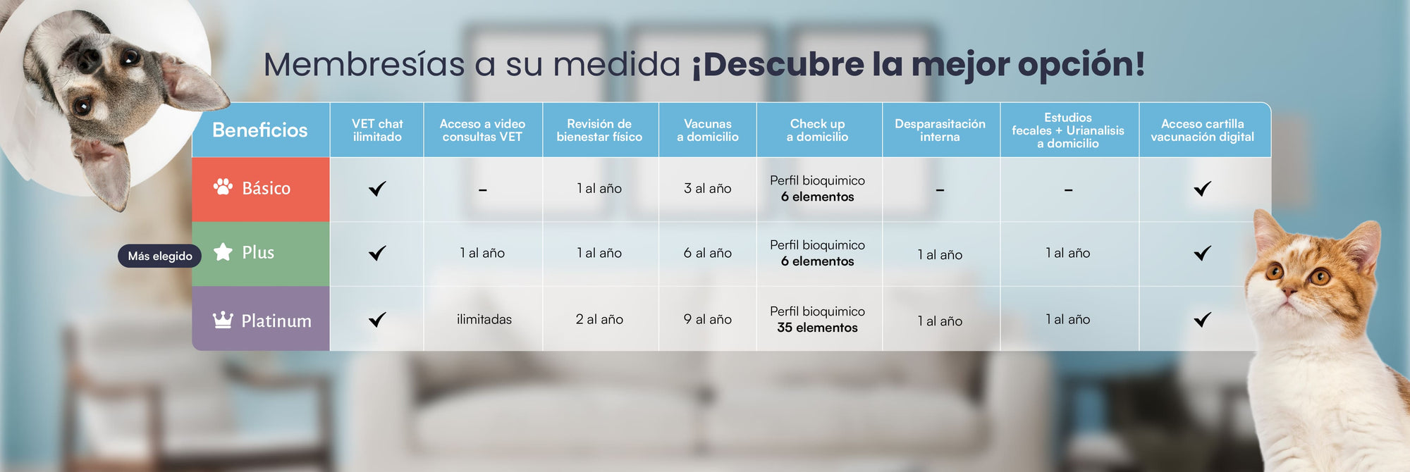 Petzer | Alimento, Productos, Servicios a domicilio para Perro y Gato ...