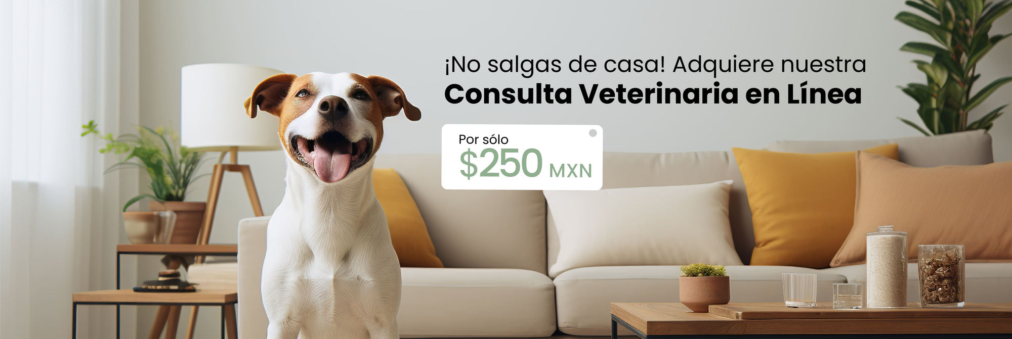 Petzer | Alimento, Productos, Servicios a domicilio para Perro y Gato ...