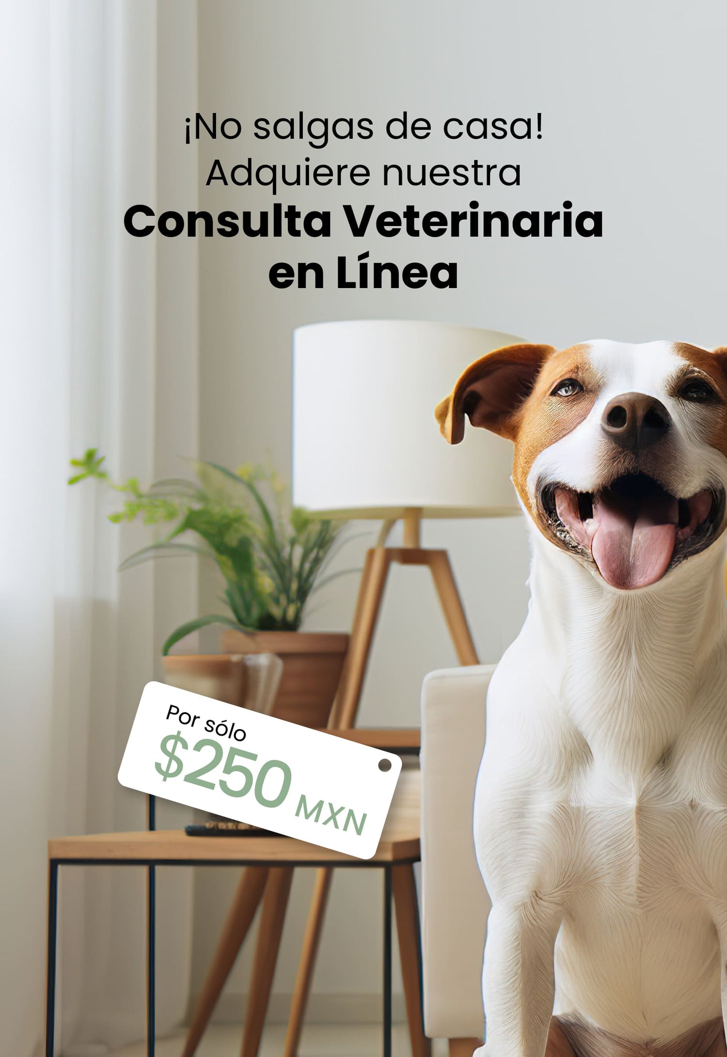 Petzer | Alimento, Productos, Servicios a domicilio para Perro y Gato ...