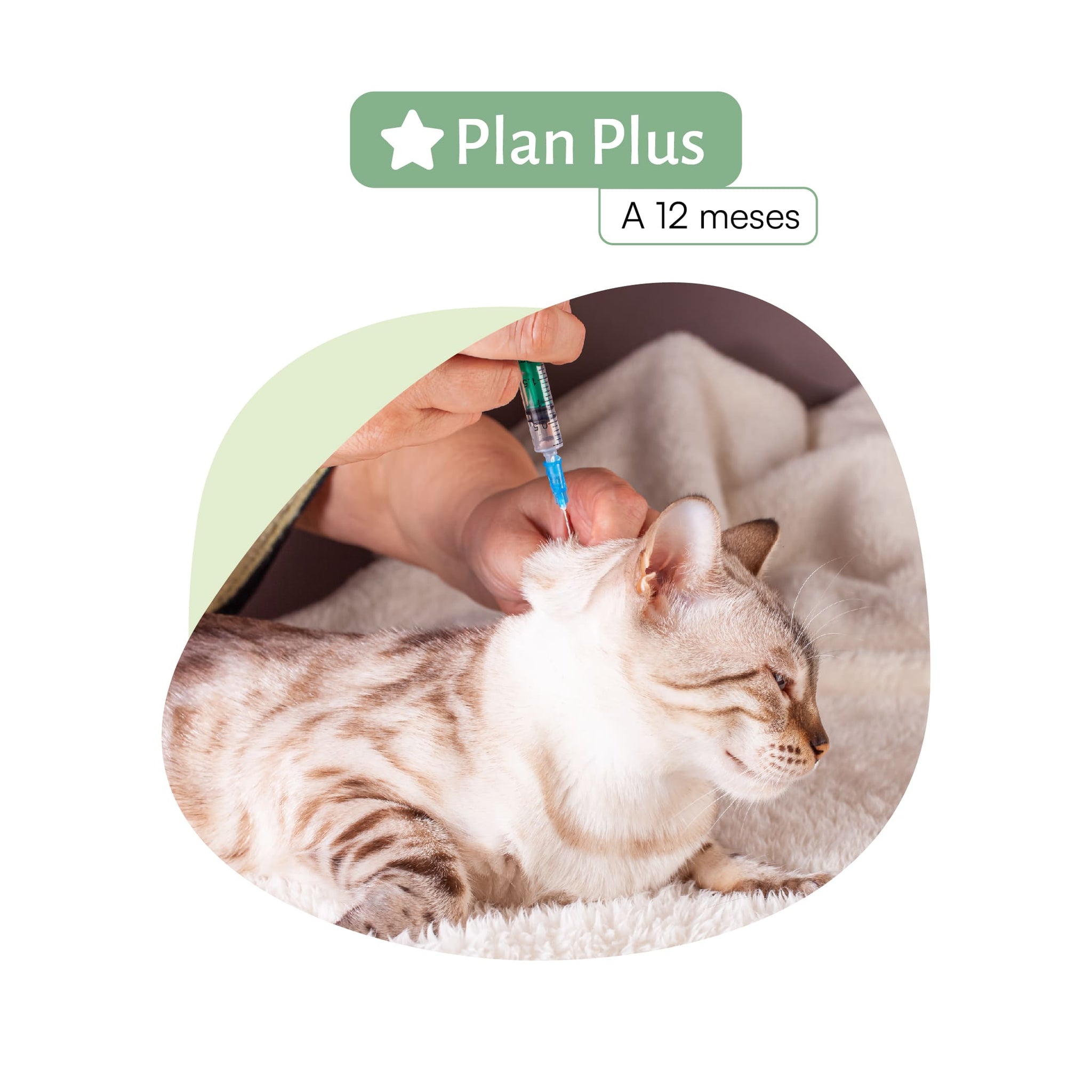 Petzer | Alimento, Productos, Servicios a domicilio para Perro y Gato ...